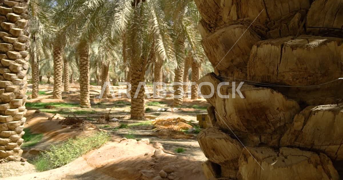 Fruitful palm farms in the Kingdom of Saudi Arabia, farms for the ...