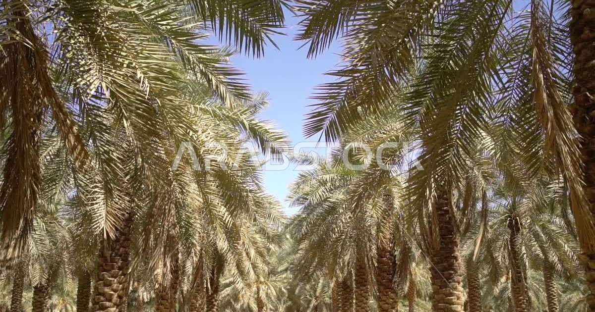 Fruitful palm farms in the Kingdom of Saudi Arabia, farms for the ...