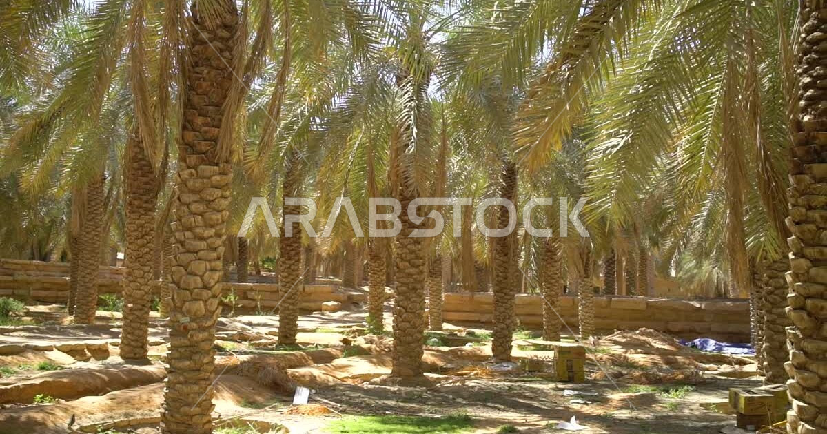 Fruitful palm farms in the Kingdom of Saudi Arabia, farms for the ...