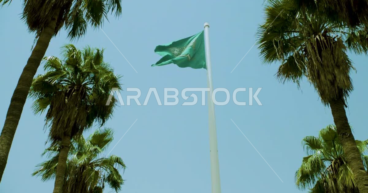 Taking care of plants and planting palm trees, drone photography of the ...