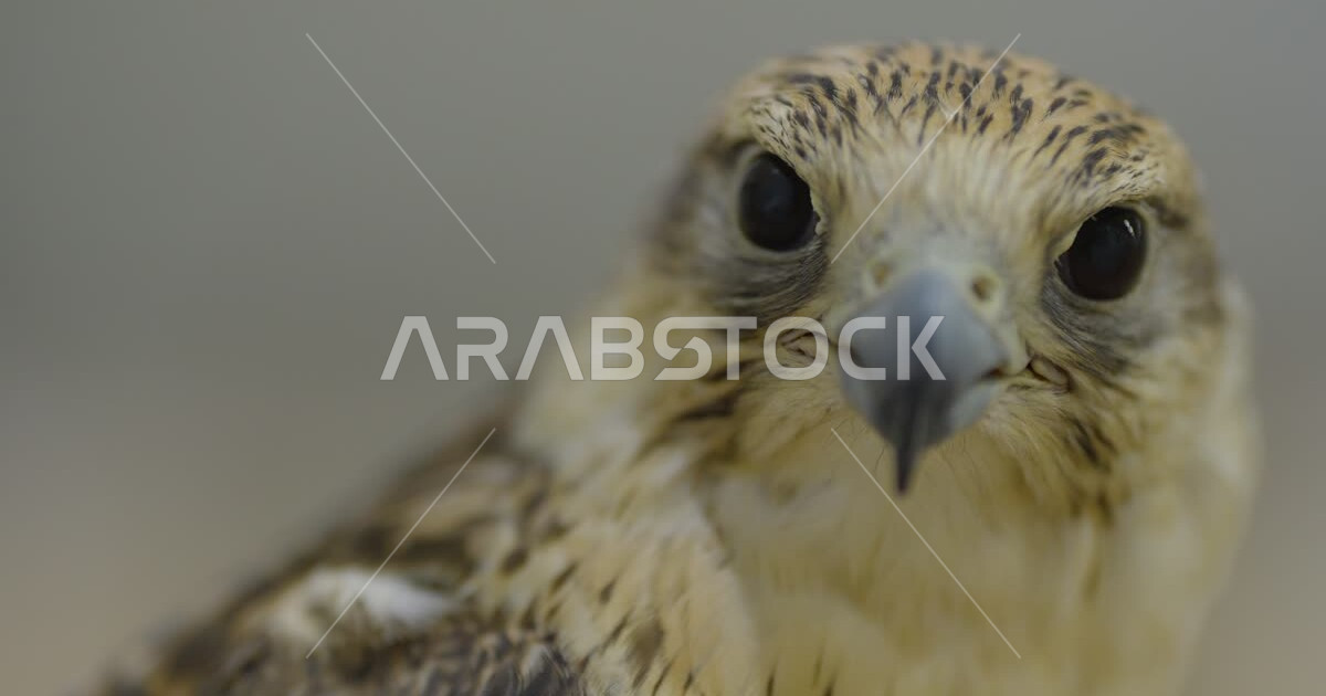 The concept of taming sharp-eyed wild falcons and their importance in ...
