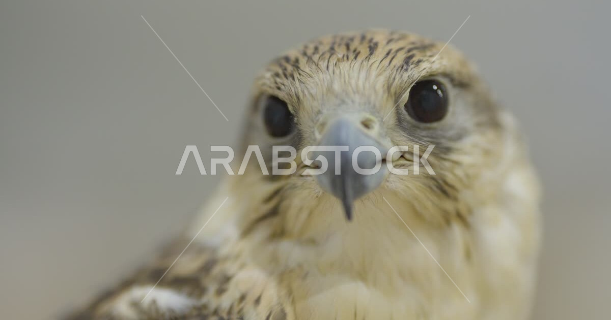 The concept of taming sharp-eyed wild falcons and their importance in ...