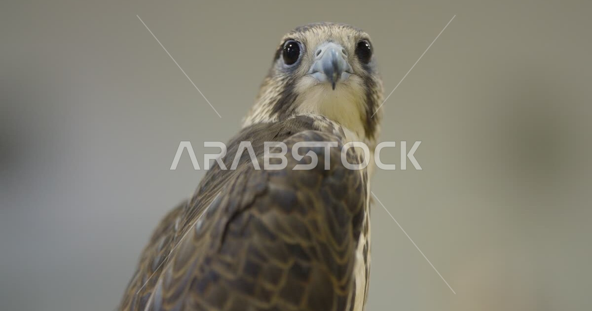 Pride and pride in the ancient Saudi heritage in raising birds of prey ...