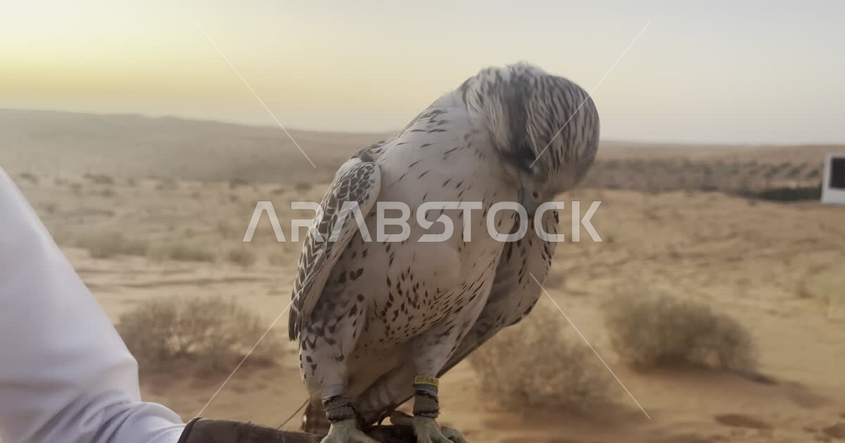 Consolidating authentic Arab values and customs, a close-up depiction ...