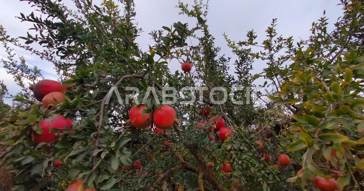 Harvest season for local Saudi national agricultural products and crops ...