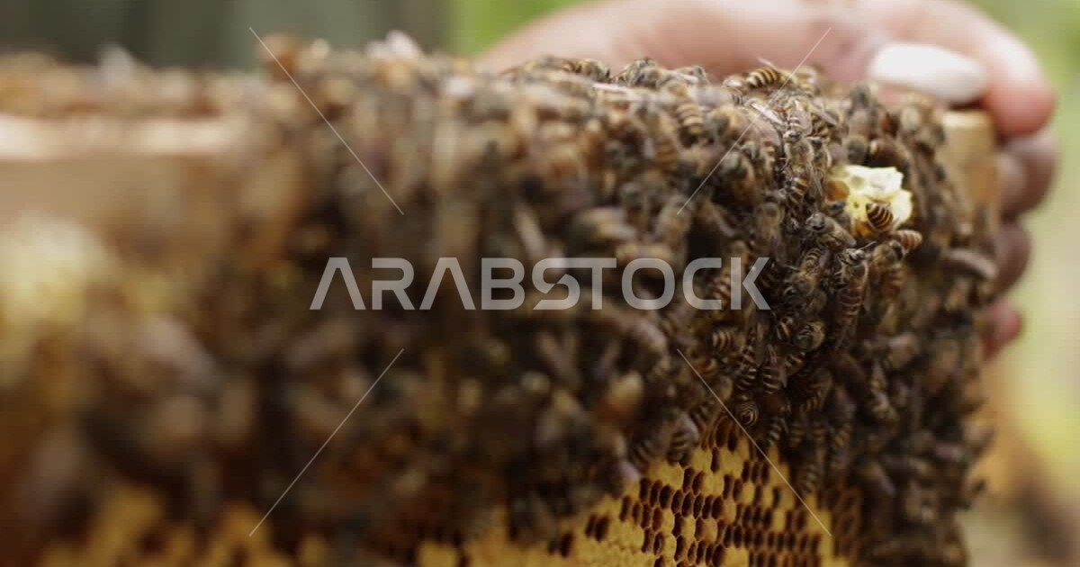 Original honey bee wax, a close-up of a man’s hand holding a hive on ...