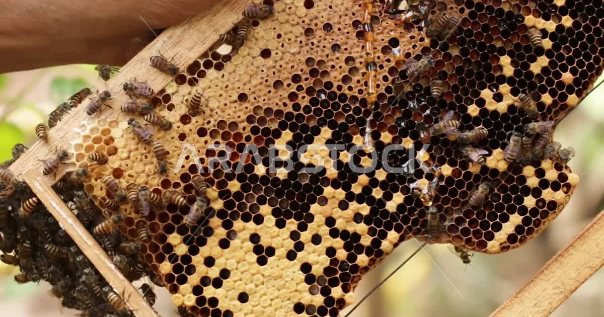Original honey bee wax, a close-up of a man’s hand holding a hive on ...