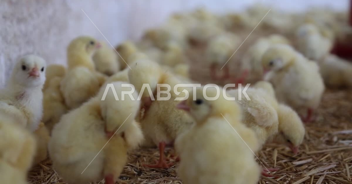 Close-up photography of small yellow chicks on a poultry farm in the ...