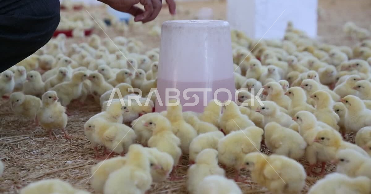 Close-up photography of small yellow chicks on a poultry farm in the ...