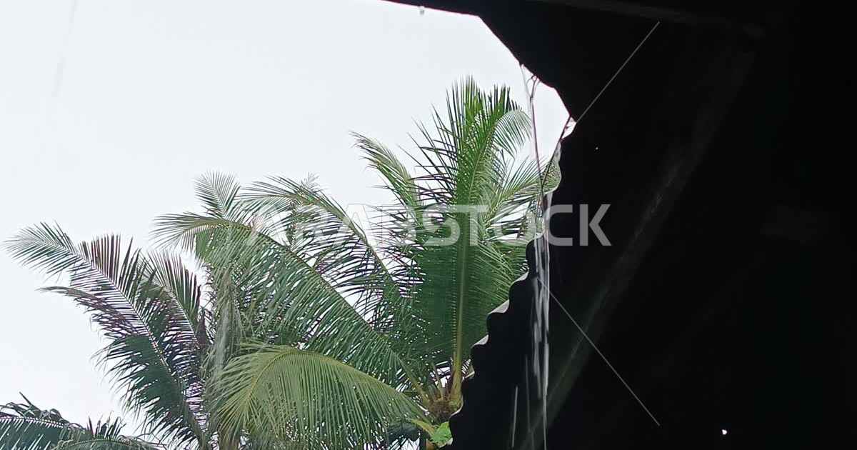Raindrops collecting on roofs, natural watering season for green plants ...