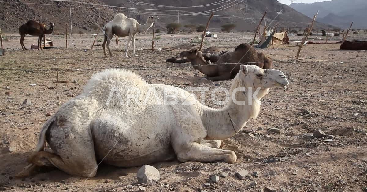Breeding and caring for camels in wild natural reserves in the Kingdom ...