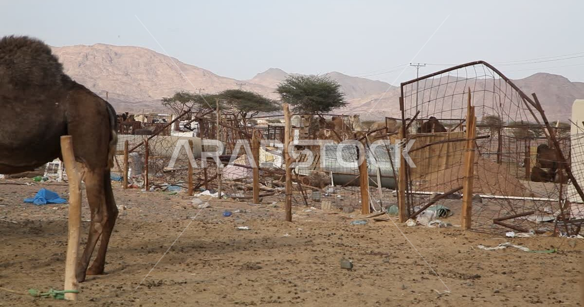 Breeding and caring for camels in wild natural reserves in the Kingdom ...