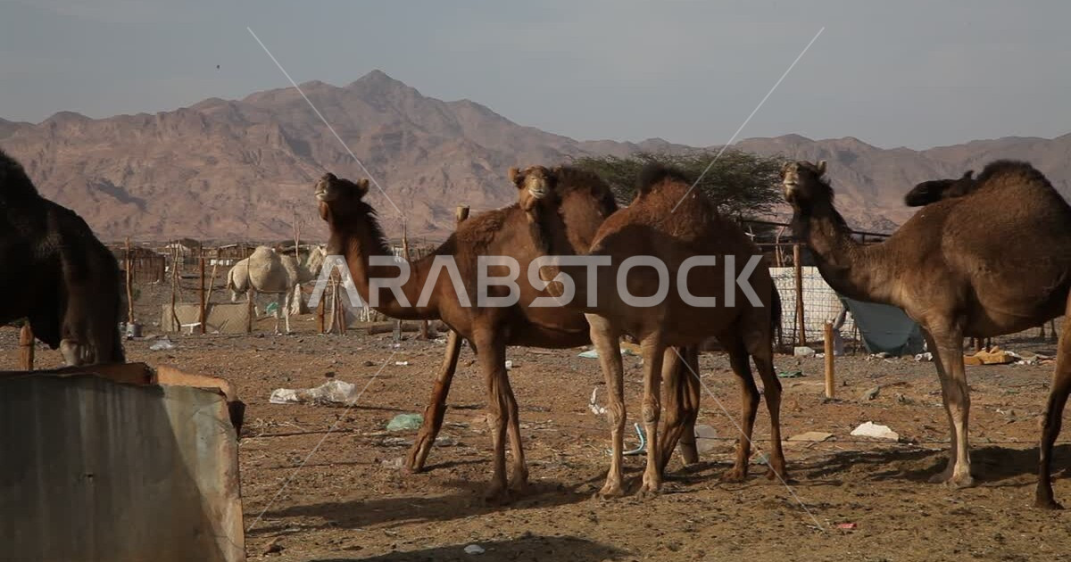 Generational transmission of ancestral heritage in the love of purebred ...
