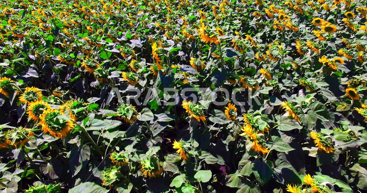 Sunflower fields in the summer atmosphere in the Kingdom of Saudi ...