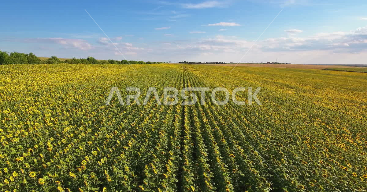 Aerial drone photography of corn fields in the summer atmosphere in the ...
