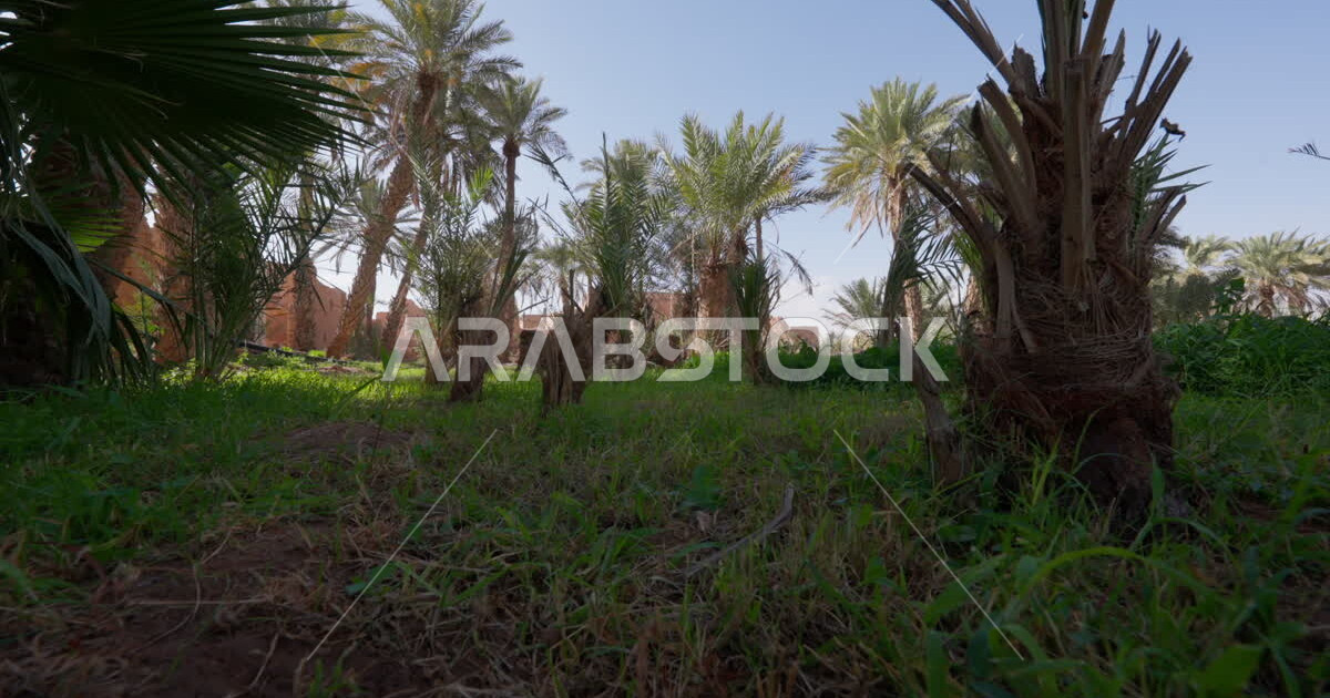 Planting palm trees and green plants, close-up photography of the ...