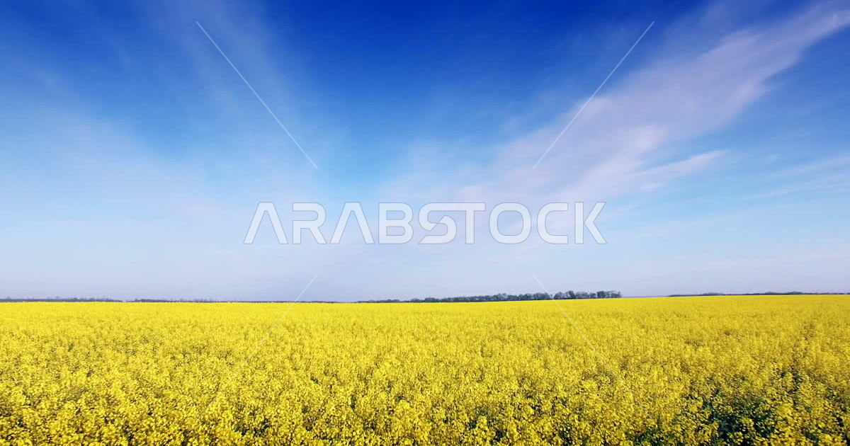 Yellow flowers in agricultural lands in the Kingdom, interest in plant ...