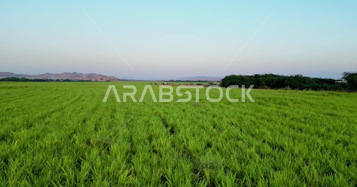 Fertile lands and farms in the Kingdom of Saudi Arabia, planting trees ...