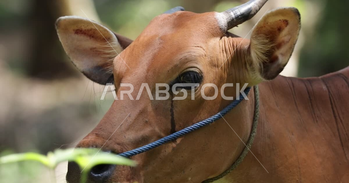 The concept of raising and caring for cows on farms in the Kingdom of ...