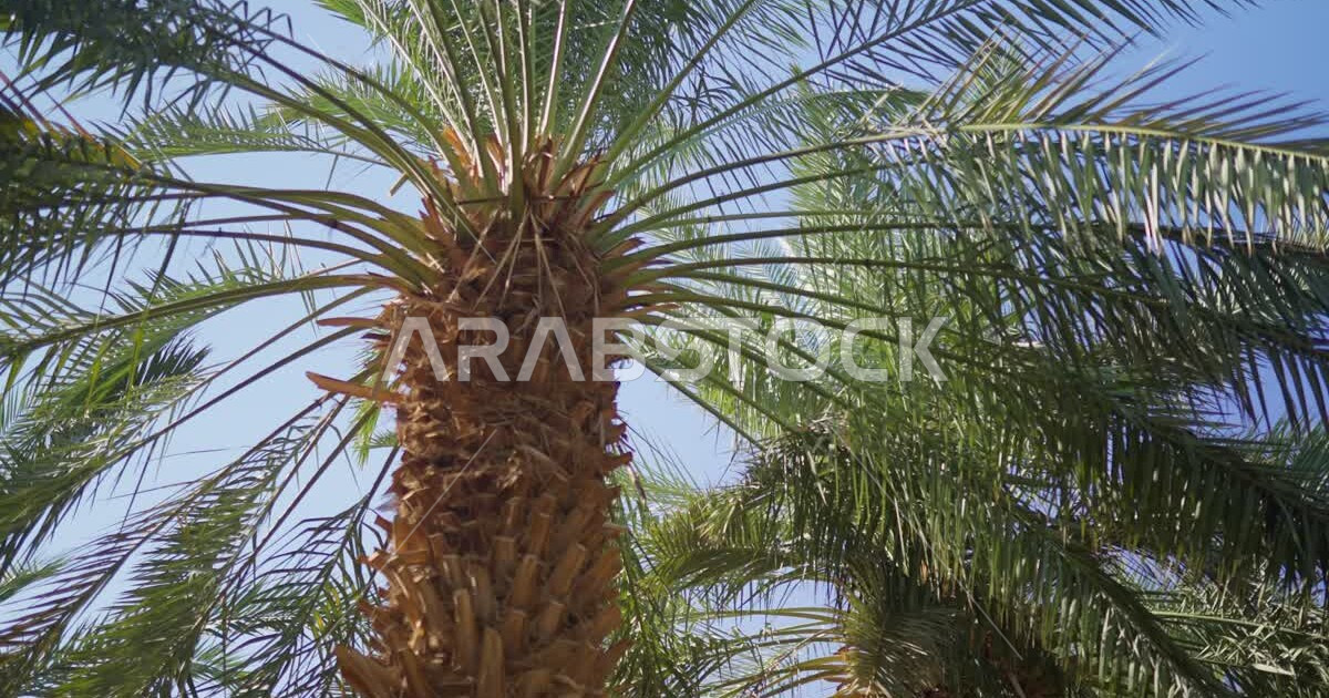 Fruitful palm farms in agricultural lands in the Kingdom of Saudi ...