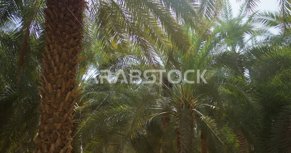 Fruitful palm farms in agricultural lands in the Kingdom of Saudi ...