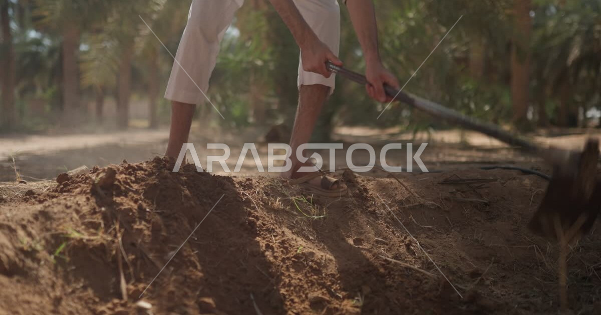 دور الفلاحين في رعاية المزارع في السعودية ،مفهوم مهنة الفلاحه والزراعه ،تصوير مقرب بالحركة ...