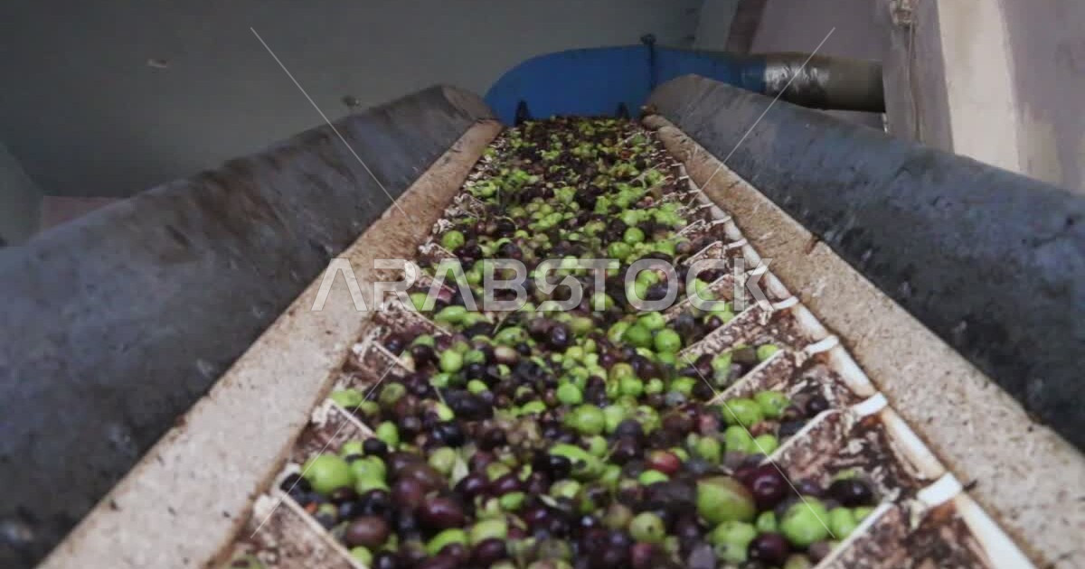 Classification and sorting of olive kernels according to size and ...