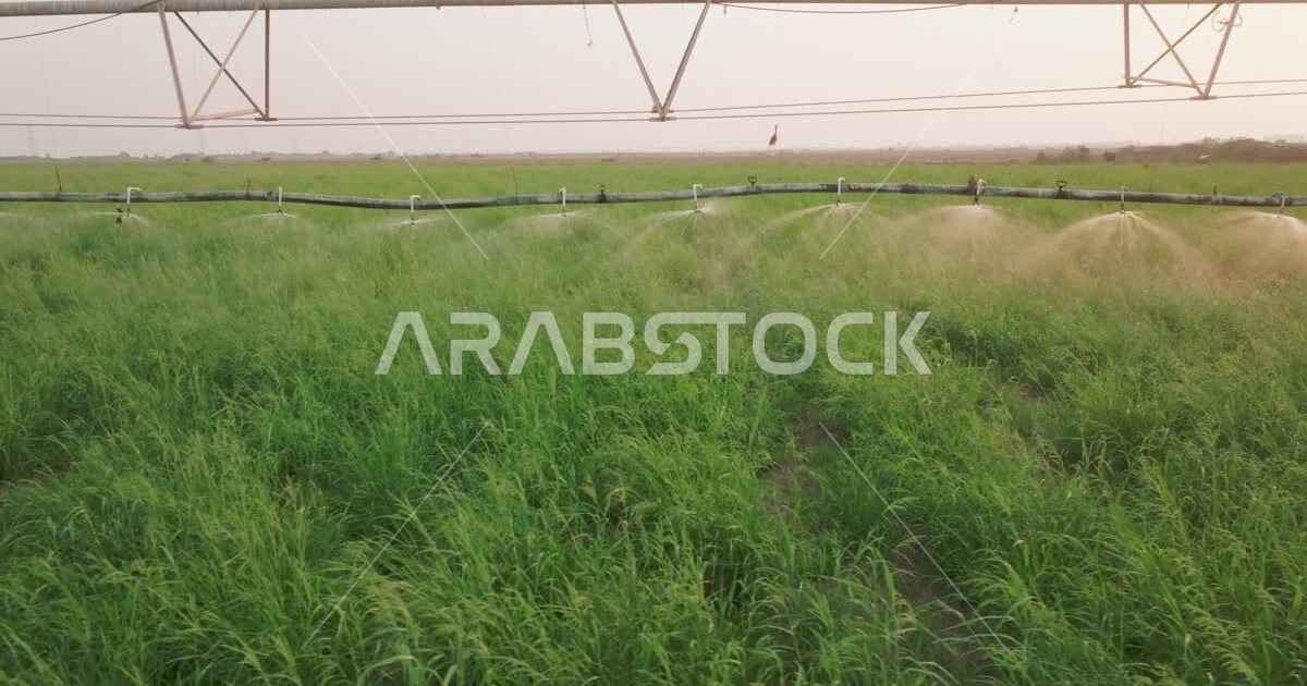 Green agricultural lands and spaces in the Kingdom of Saudi Arabia ...