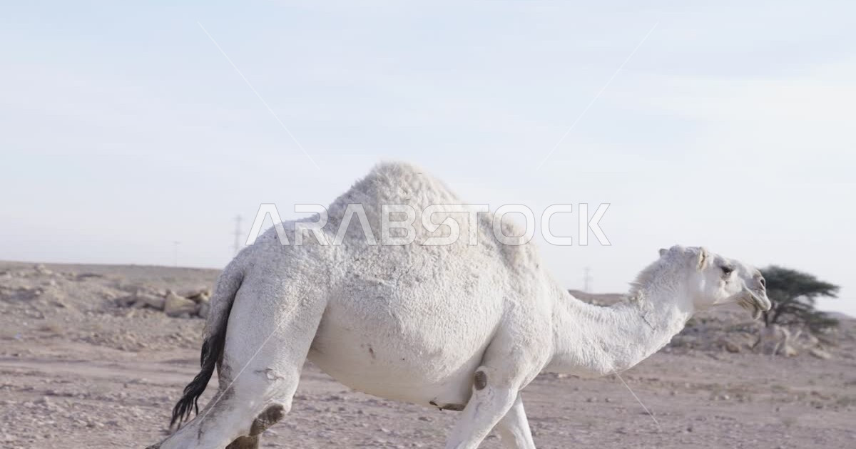 Breeding and caring for camels in natural reserves in the Kingdom of ...