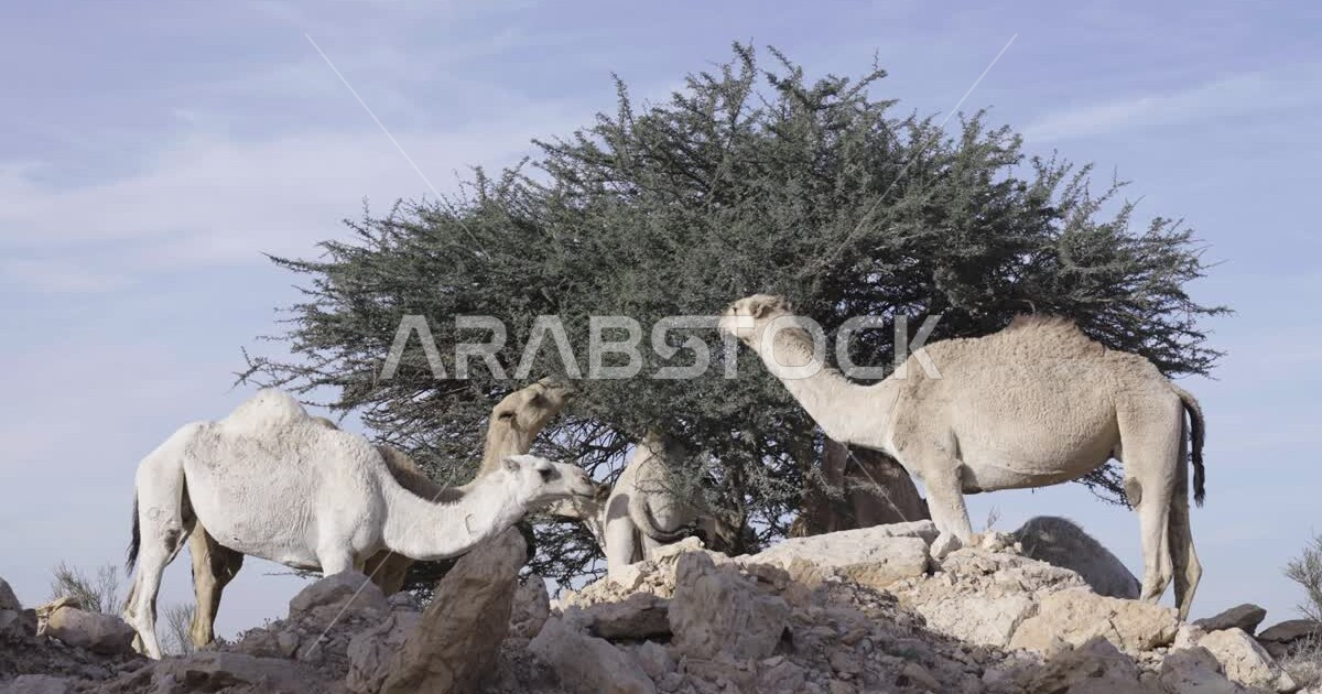 Generational inheritance, ancestral heritage in the love of purebred ...