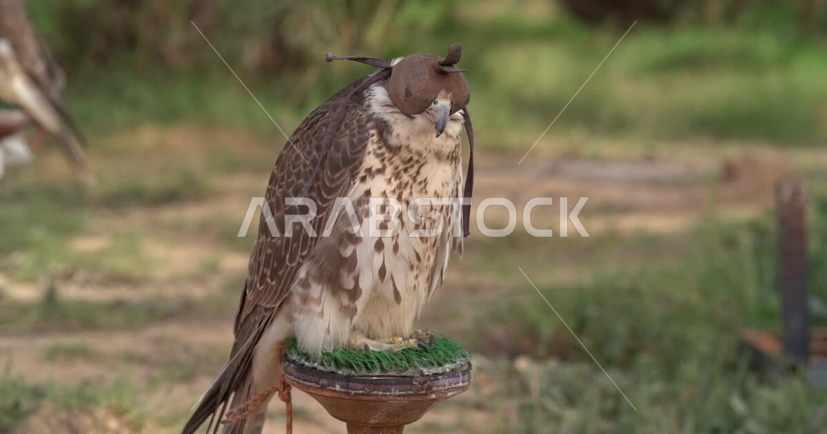 Birds of prey in the Kingdom of Saudi Arabia, training and taming ...