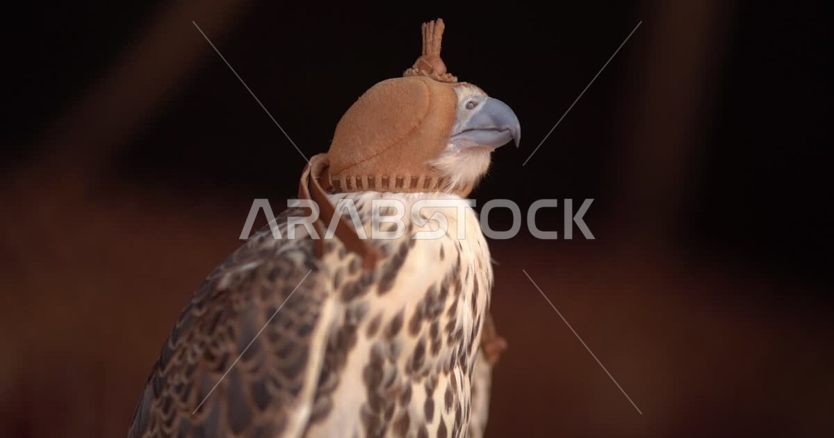 Pride in the ancient Saudi heritage in raising predatory animals, birds ...