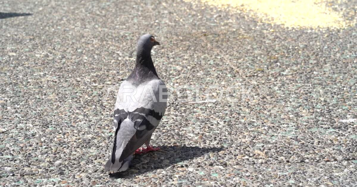 Varieties of pigeons in the Kingdom of Arabia, raising birds in natural ...