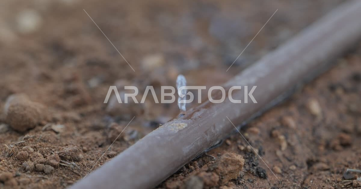 Close-up depiction of water leakage from the hose on dry soil, the ...