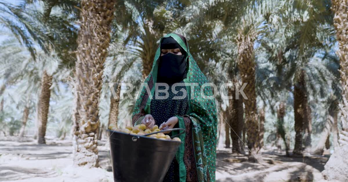 Collecting ripe fruits on the farms of the Kingdom of Saudi Arabia, a ...