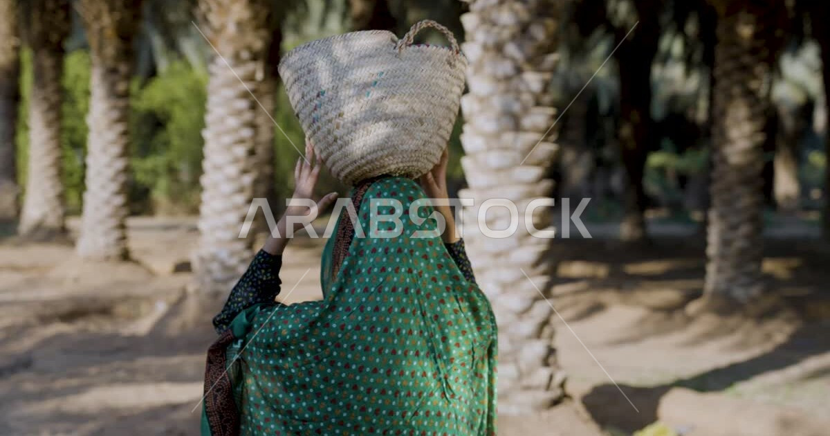 Harvest season and harvesting fruits in palm farms, the role of Saudi ...