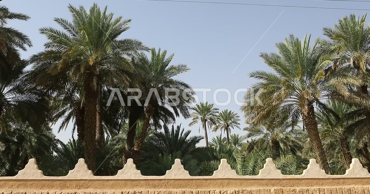 Interest in planting palm trees in historical tourist places and ...