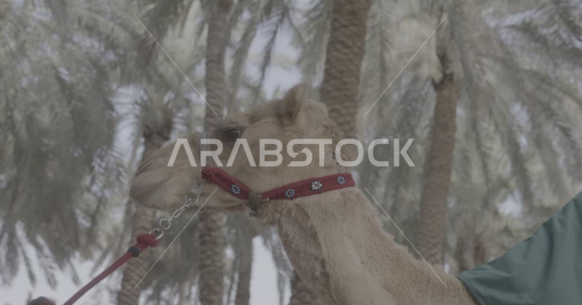 Inheritance of caring for animals and mammals from ancestors, raising ...