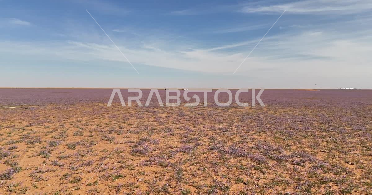 Aromatic roses with a strong scent, close-up photography of fields of ...