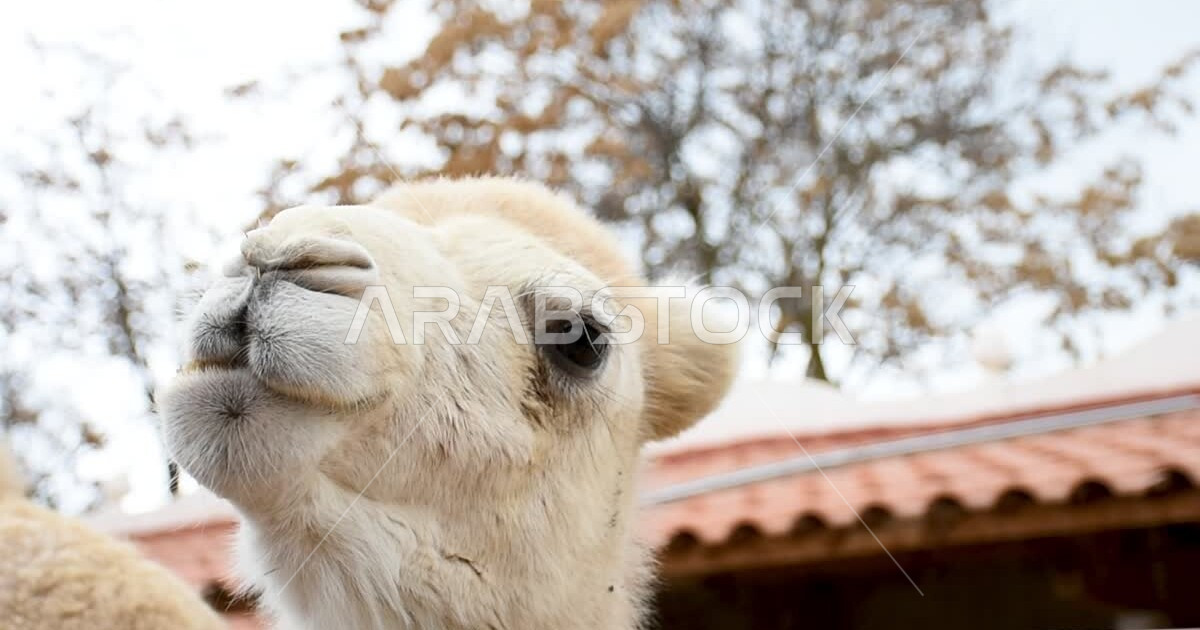 Breeding and caring for camels in the wild areas of the Kingdom of ...