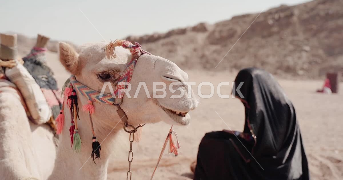 Breeding and caring for camels in natural reserves, a close-up of a ...