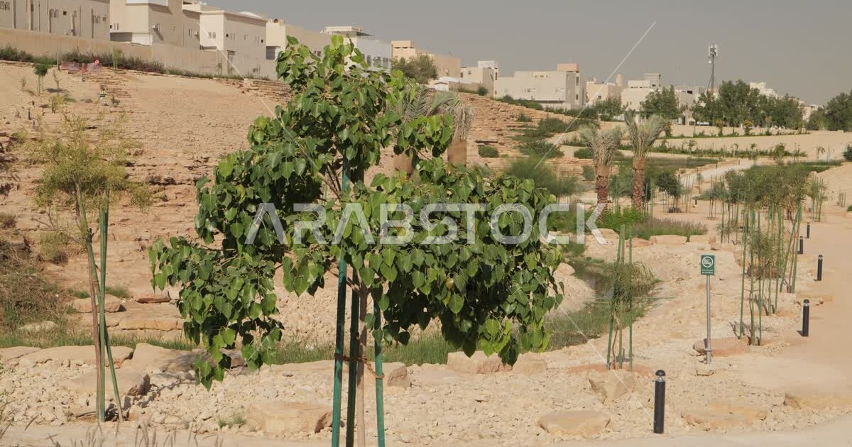Trees distributed along the walkway, a public park in the Kingdom of ...