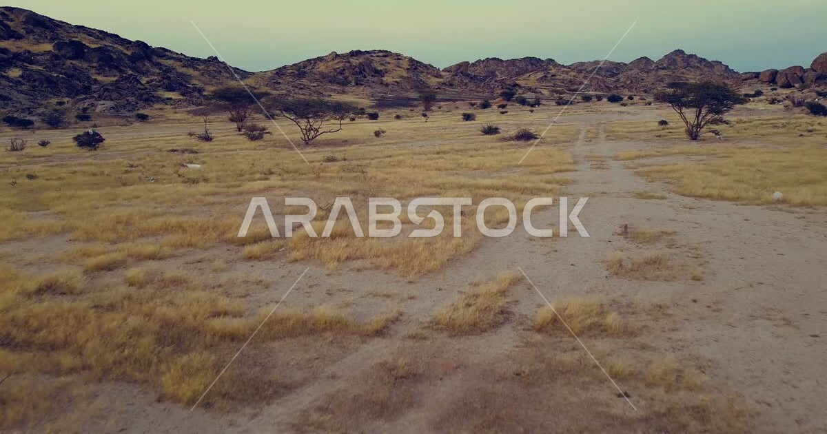 Landscapes in remote areas, growth of green plants and wild herbs in ...