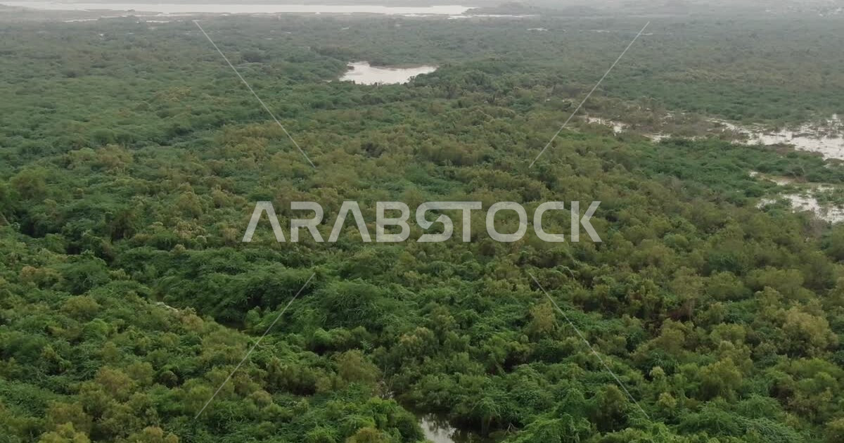 Green spaces of trees and plants in Al-Arda Dam in the city of Jazan, a ...