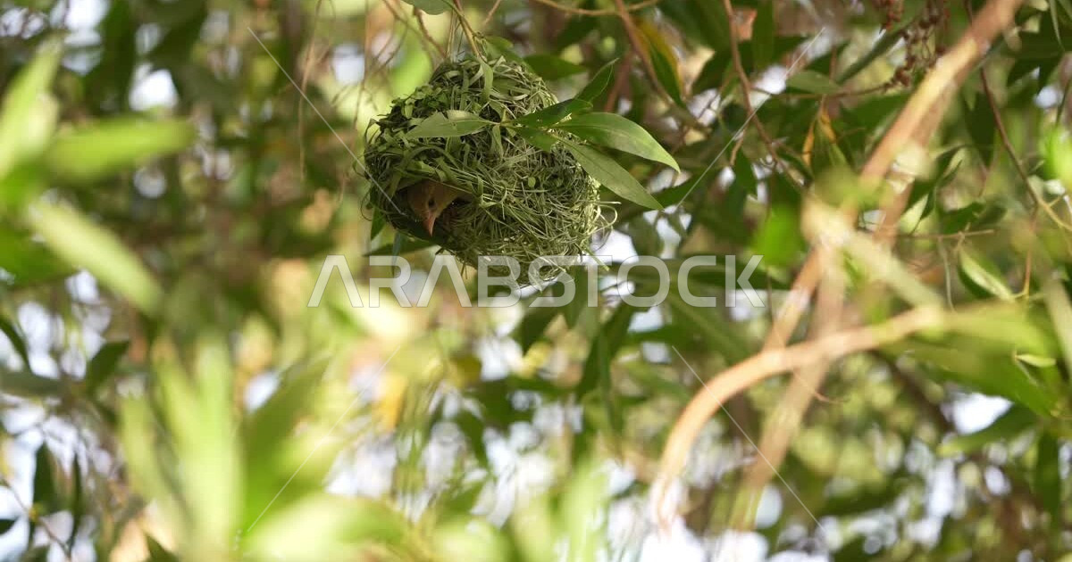A natural reserve for breeding birds in the Kingdom of Saudi Arabia, a ...