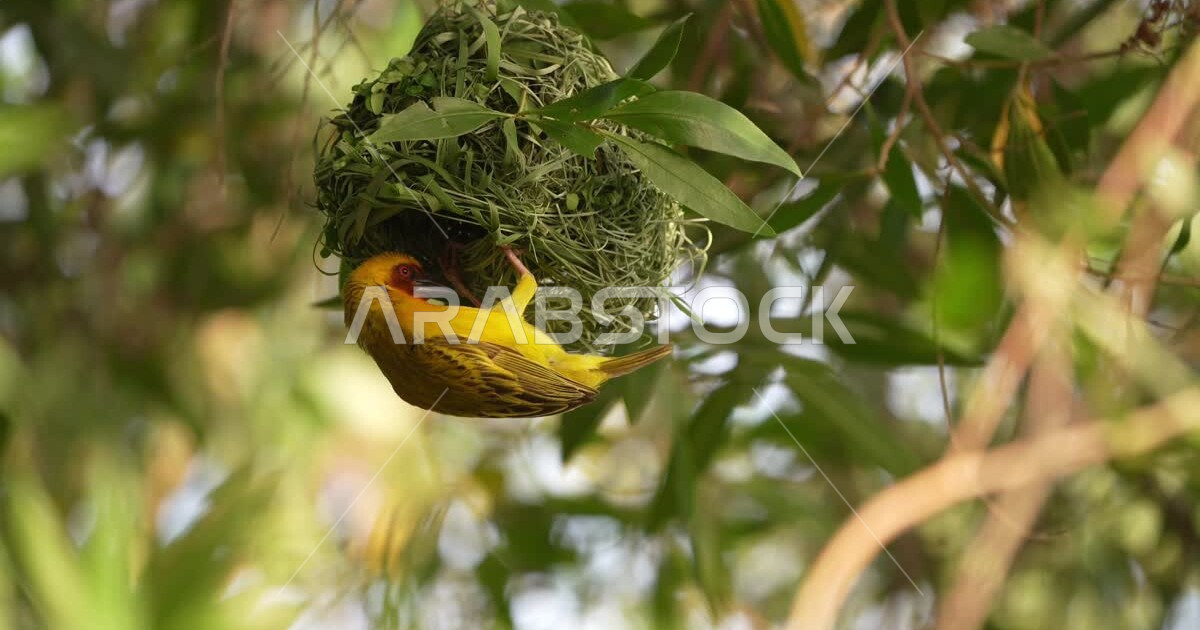 The colorful weaver bird stands on a tree branch, weaving a nest from ...