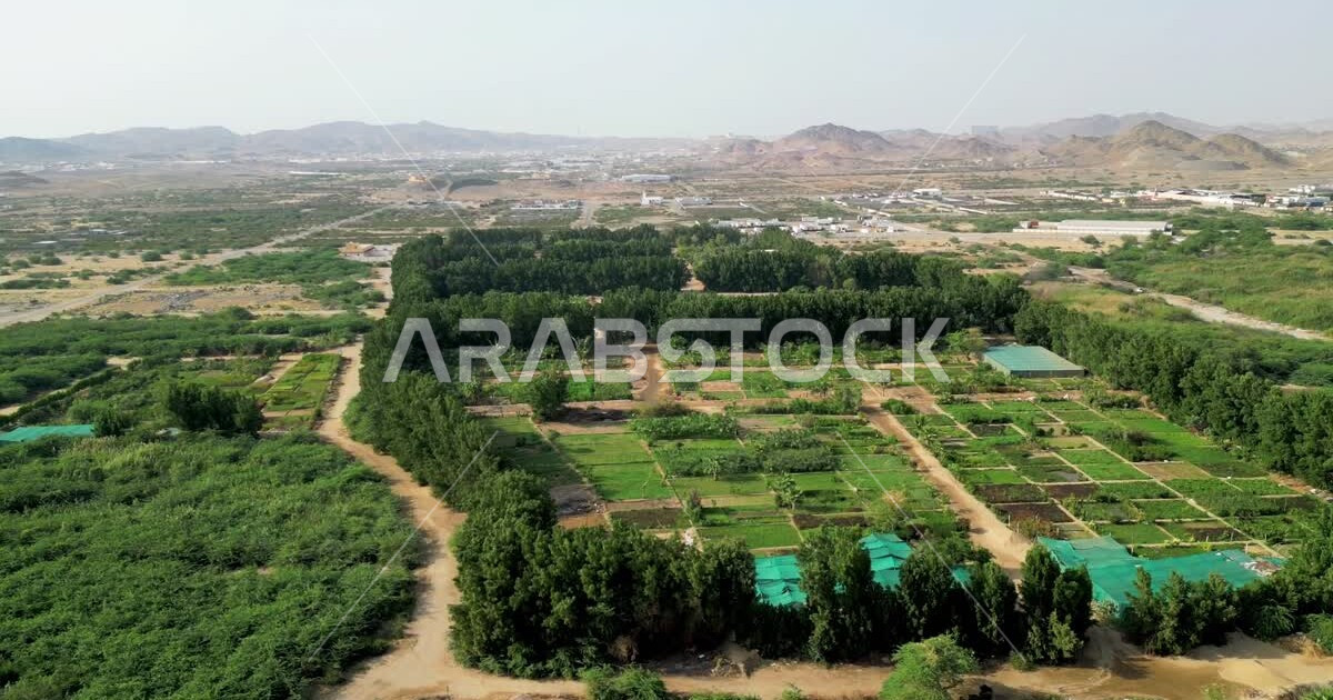 Planting trees and green plants in the Kingdom of Saudi Arabia, large ...
