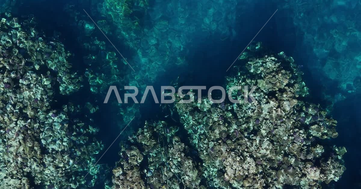 Tourist coastal areas in the Kingdom of Saudi Arabia, fish wealth and ...