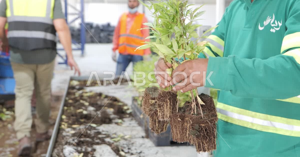 A close-up photo of the hand of a Saudi Arabian Gulf farmer holding a ...