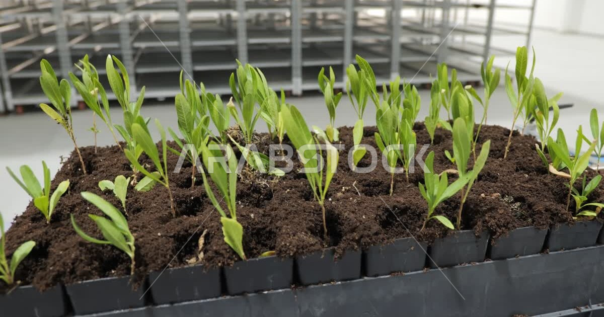 Close-up photography of plant pots on a conveyor belt, a greenhouse ...